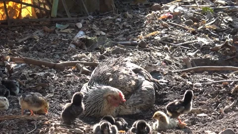 Bath Chick Stock Videos – Royalty-Free HD & 4K Videos