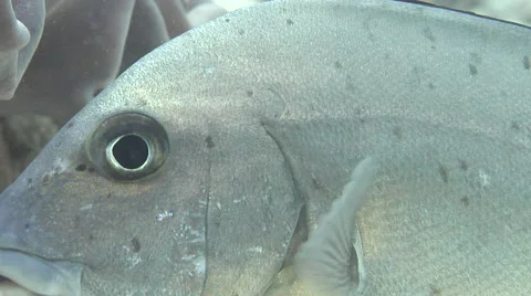 Diagramma Picta Stock Footage ~ Royalty Free Stock Videos | Pond5