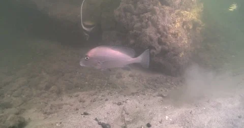 Diagramma Pictum Stock Footage ~ Royalty Free Stock Videos | Pond5