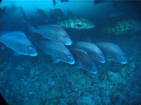 Diagramma Pictum Stock Videos – Royalty-Free HD & 4K Videos | Pond5