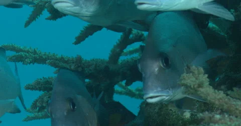 Diagramma Pictum Stock Footage ~ Royalty Free Stock Videos | Pond5