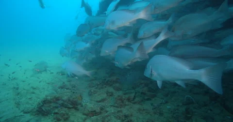 Diagramma Picta Stock Footage ~ Royalty Free Stock Videos | Page 3