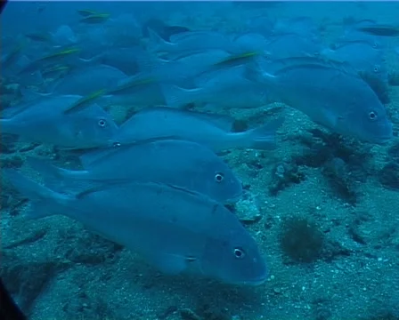 Diagramma Pictum Stock Footage ~ Royalty Free Stock Videos | Pond5