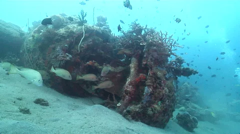 Diagramma Pictum Stock Footage ~ Royalty Free Stock Videos | Pond5