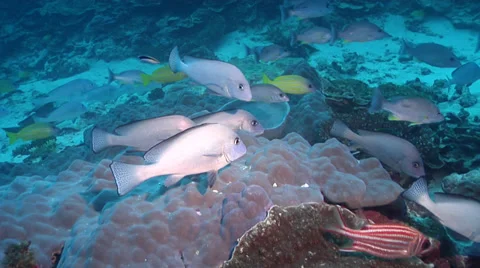 Diagramma Pictum Stock Videos – Royalty-Free HD & 4K Videos | Pond5