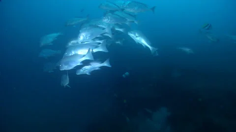 Diagramma Pictum Stock Footage ~ Royalty Free Stock Videos | Pond5