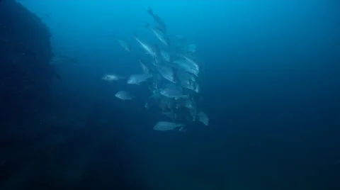 Diagramma Pictum Stock Footage ~ Royalty Free Stock Videos | Pond5