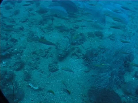 Diagramma Pictum Stock Footage ~ Royalty Free Stock Videos | Pond5