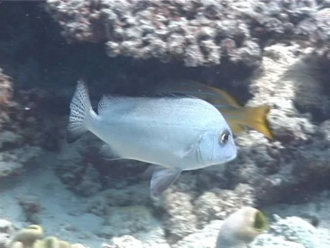 Diagramma Pictum Stock Footage ~ Royalty Free Stock Videos | Pond5