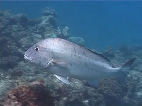 Diagramma Pictum Stock Footage ~ Royalty Free Stock Videos | Pond5