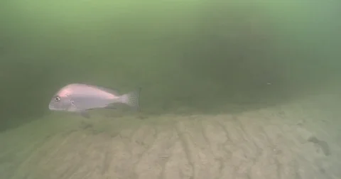 Diagramma Picta Stock Footage ~ Royalty Free Stock Videos | Pond5