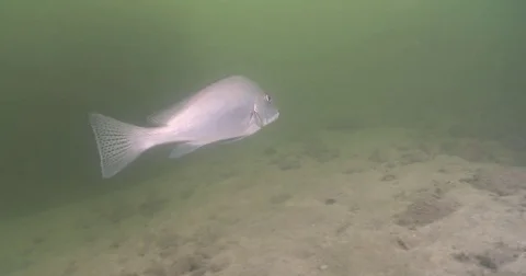 Diagramma Pictum Stock Footage ~ Royalty Free Stock Videos | Pond5