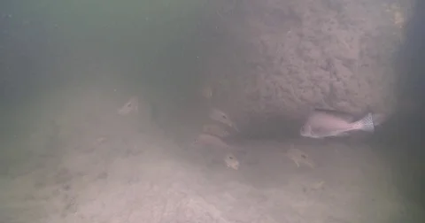 Diagramma Picta Stock Footage ~ Royalty Free Stock Videos | Pond5