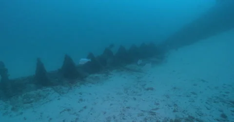 Mother-in-law fish swimming on wreckage,... | Stock Video | Pond5