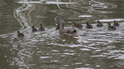 A mother Mallard duck with her nine duck... | Stock Video | Pond5