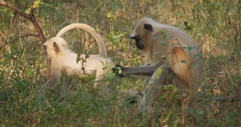 Mother Massage Baby Stock Videos – Royalty-Free HD & 4K Videos