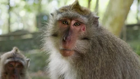 Mother monkey looking into camera whilst... | Stock Video | Pond5