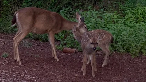 Mother Mule Deer two fawns | Stock Video | Pond5