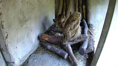 She Watches Her Stock Videos – Royalty-Free HD & 4K Videos