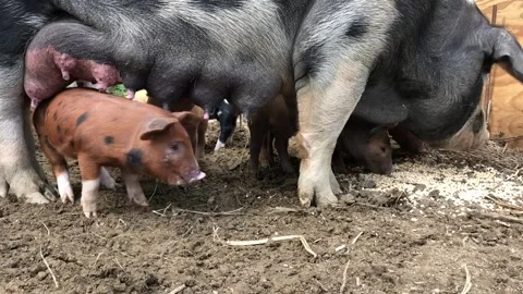 Mother Pig and Her Piglets Eat | Stock Video | Pond5