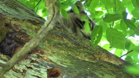 Mother Hole Stock Videos – Royalty-Free HD & 4K Videos