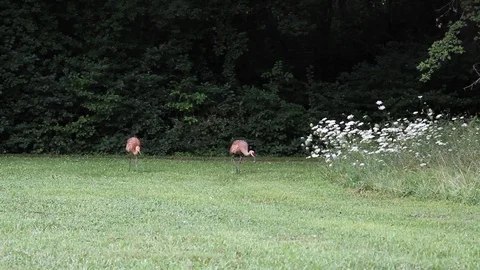 Chick 9O3 Stock Videos – Royalty-Free HD & 4K Videos