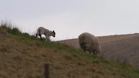 Mother sheep and lamb graze in rugged Yo... | Stock Video | Pond5