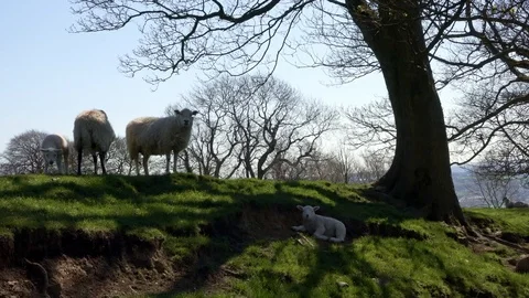 Mother sheep with her lamb scene stock f... | Stock Video | Pond5