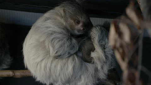 Mother sloth holding a baby close | Stock Video | Pond5