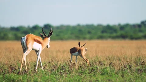 Mother Springbok With Its Baby On The Gr... | Stock Video | Pond5