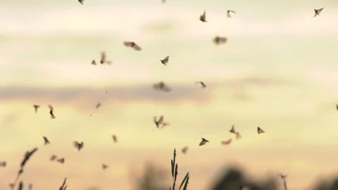 Moths Slowed Stock Videos – Royalty-Free HD & 4K Videos | Pond5