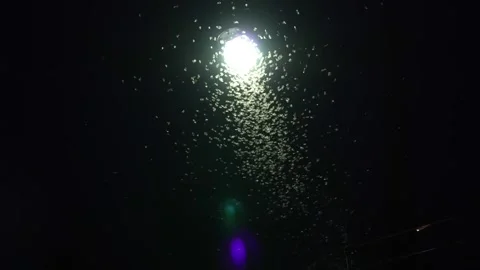 Moths fly around the street lights at ni... | Stock Video | Pond5