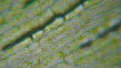 Plant Cell Chloroplast Microscope