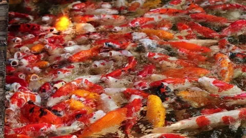motion Many Koi Fish Japanese swimming A... | Stock Video | Pond5