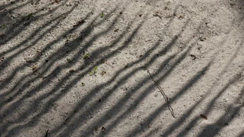 Motion of palm leaf shadow with wind on ... | Stock Video | Pond5