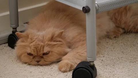 Motion of persian cat funny face on floo... | Stock Video | Pond5
