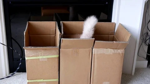 Motion of persian cat jumping into a box... | Stock Video | Pond5