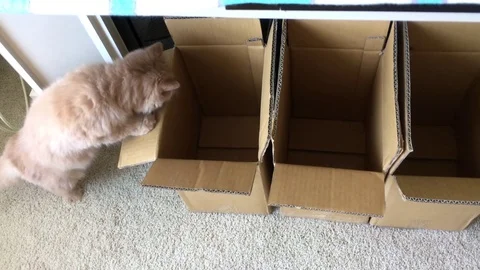 Motion of persian cat jumping to box at ... | Stock Video | Pond5