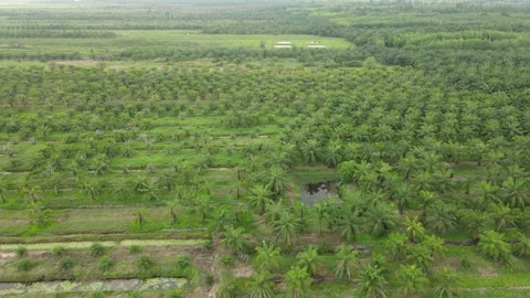 Economic Plant Stock Videos – Royalty-Free HD & 4K Videos | Pond5