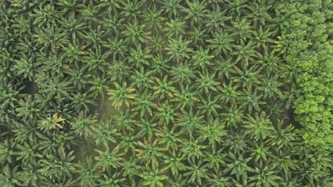 Economic Plant Stock Videos – Royalty-Free HD & 4K Videos | Pond5