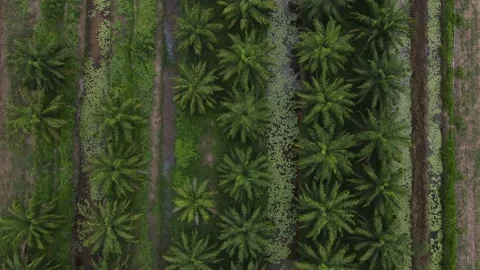 Economic Plant Stock Videos – Royalty-Free HD & 4K Videos | Pond5