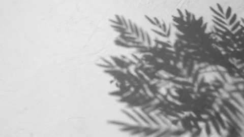 The motion shadow of leaves with blowing... | Stock Video | Pond5