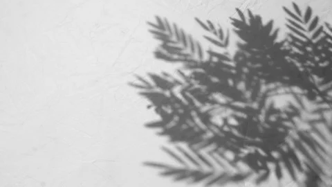 The motion shadow of leaves with blowing... | Stock Video | Pond5