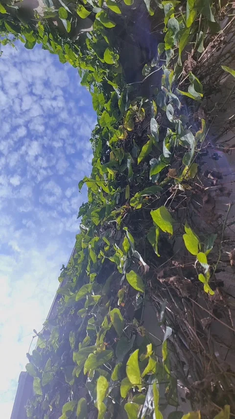 Outlook World View Stock Videos – Royalty-Free HD & 4K Videos | Pond5