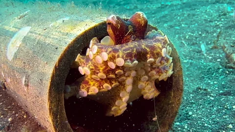 Mototi octopus peering out of a plastic ... | Stock Video | Pond5