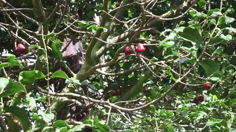 Mountain apple tree (Syzygium malaccense... | Stock Video | Pond5