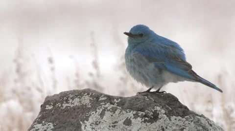 Mountain Bluebird Male Adult Flying Wind... | Stock Video | Pond5