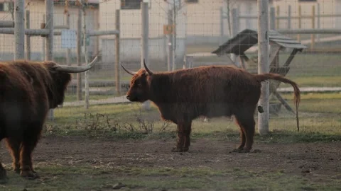mountain bull pooping in the zoo. Scotti... | Stock Video | Pond5