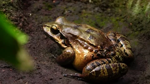 Ditch Stock Video Footage | Royalty Free Ditch Videos | Pond5