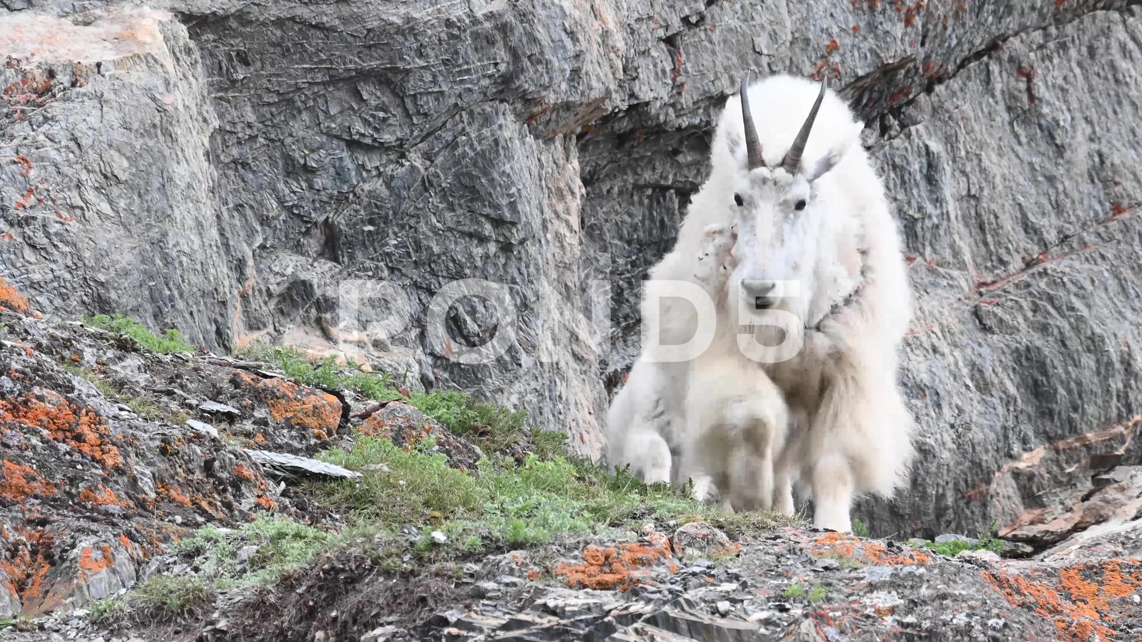 Mountain Goat Climbing Gym